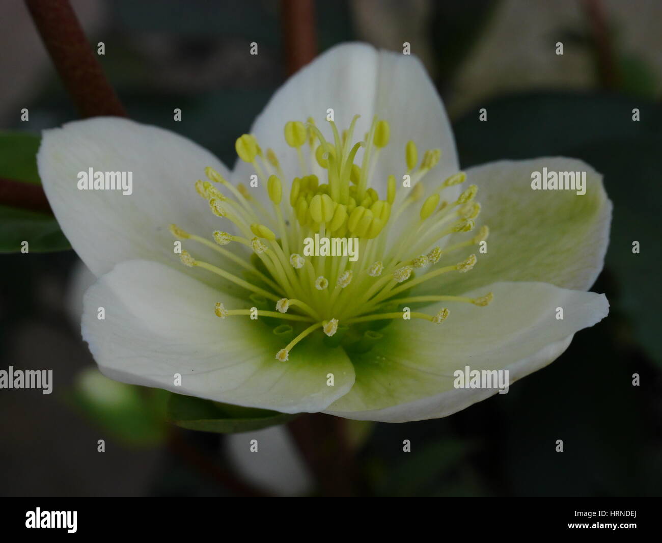 White hellebore hi-res stock photography and images - Alamy