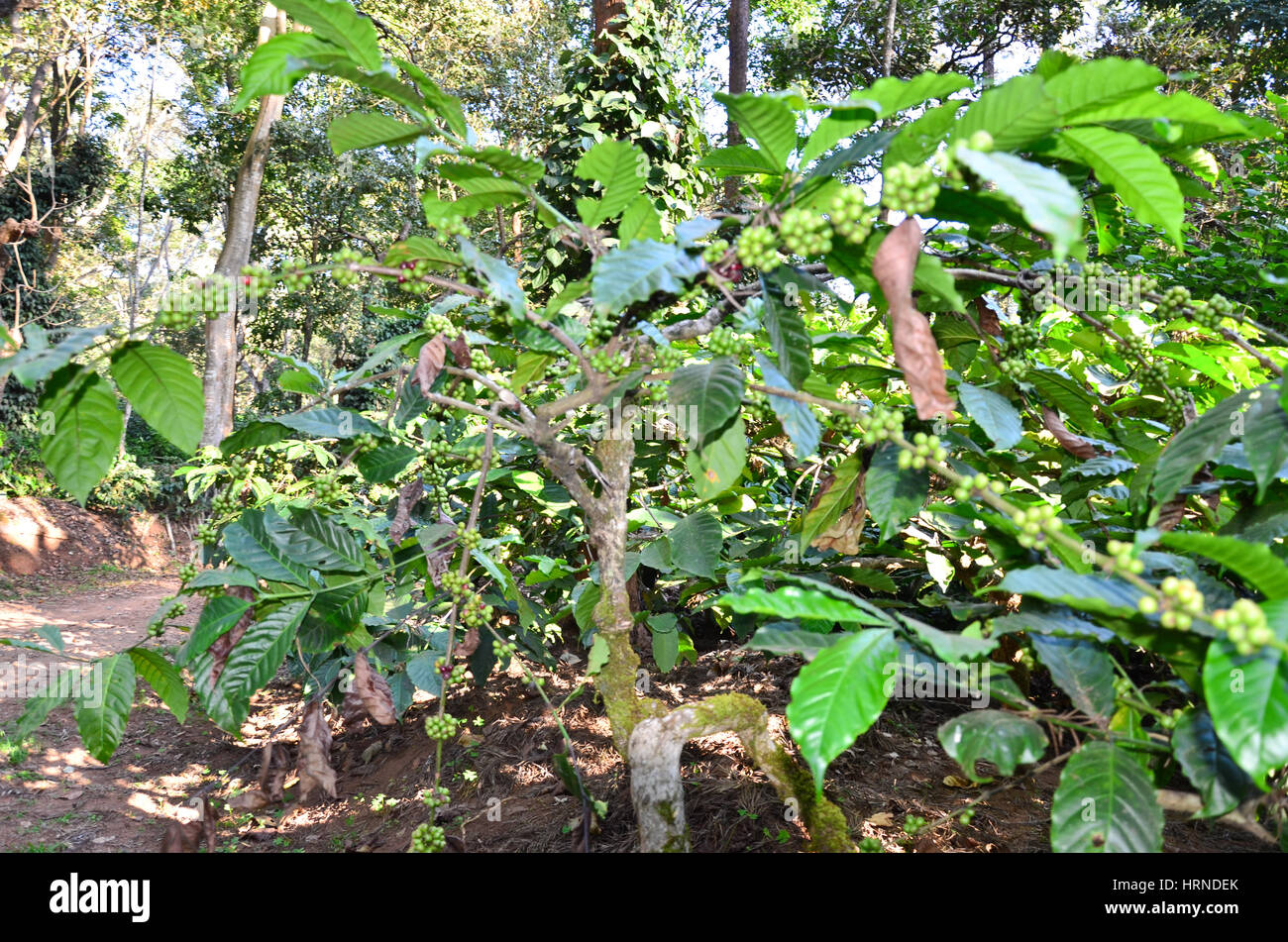 Coffee Plantation at Madikeri, Coorg, Karnataka, India. Coffee plants ...