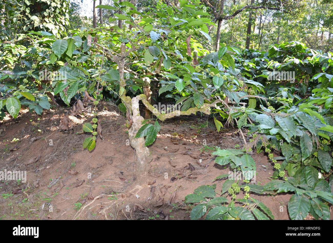 Coffee Plantation at Madikeri, Coorg, Karnataka, India. Coffee plants ...
