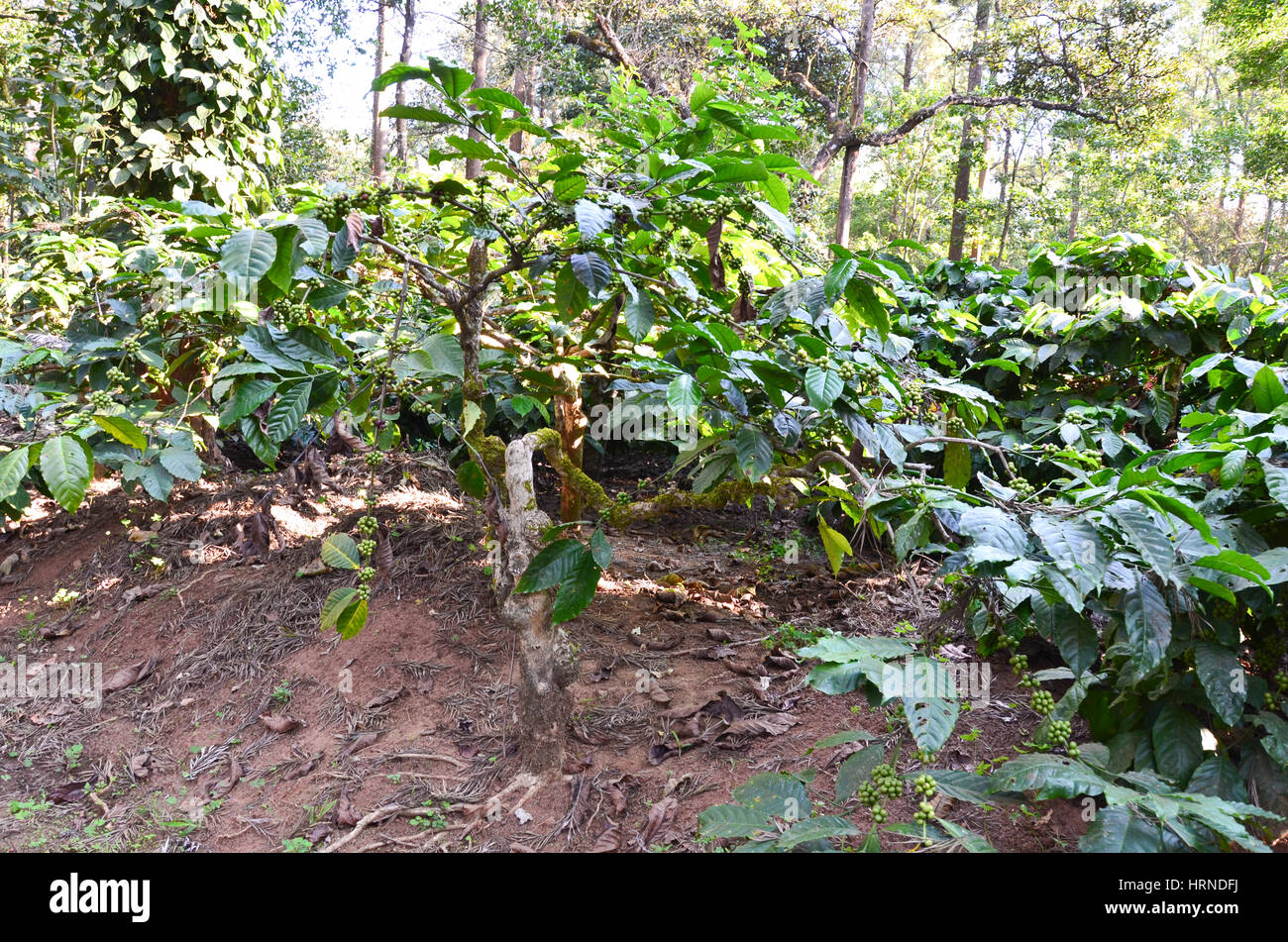 Coffee Plantation at Madikeri, Coorg, Karnataka, India. Coffee plants ...