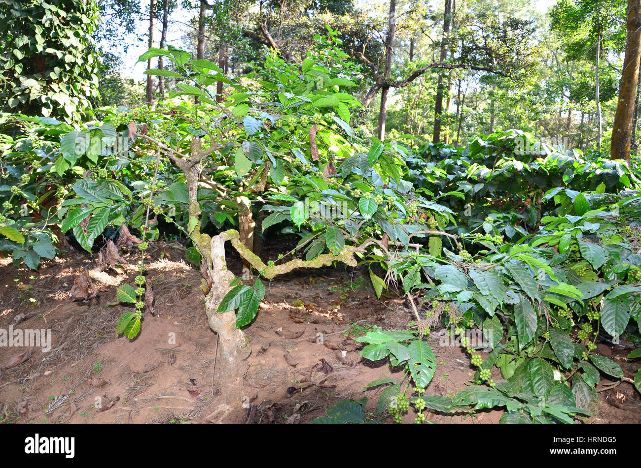 Coffee Plantation at Madikeri, Coorg, Karnataka, India. Coffee plants ...