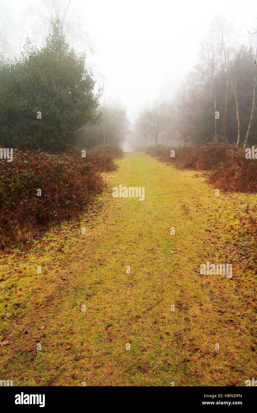 English woodland on a foggy misty January morning Stock Photo - Alamy