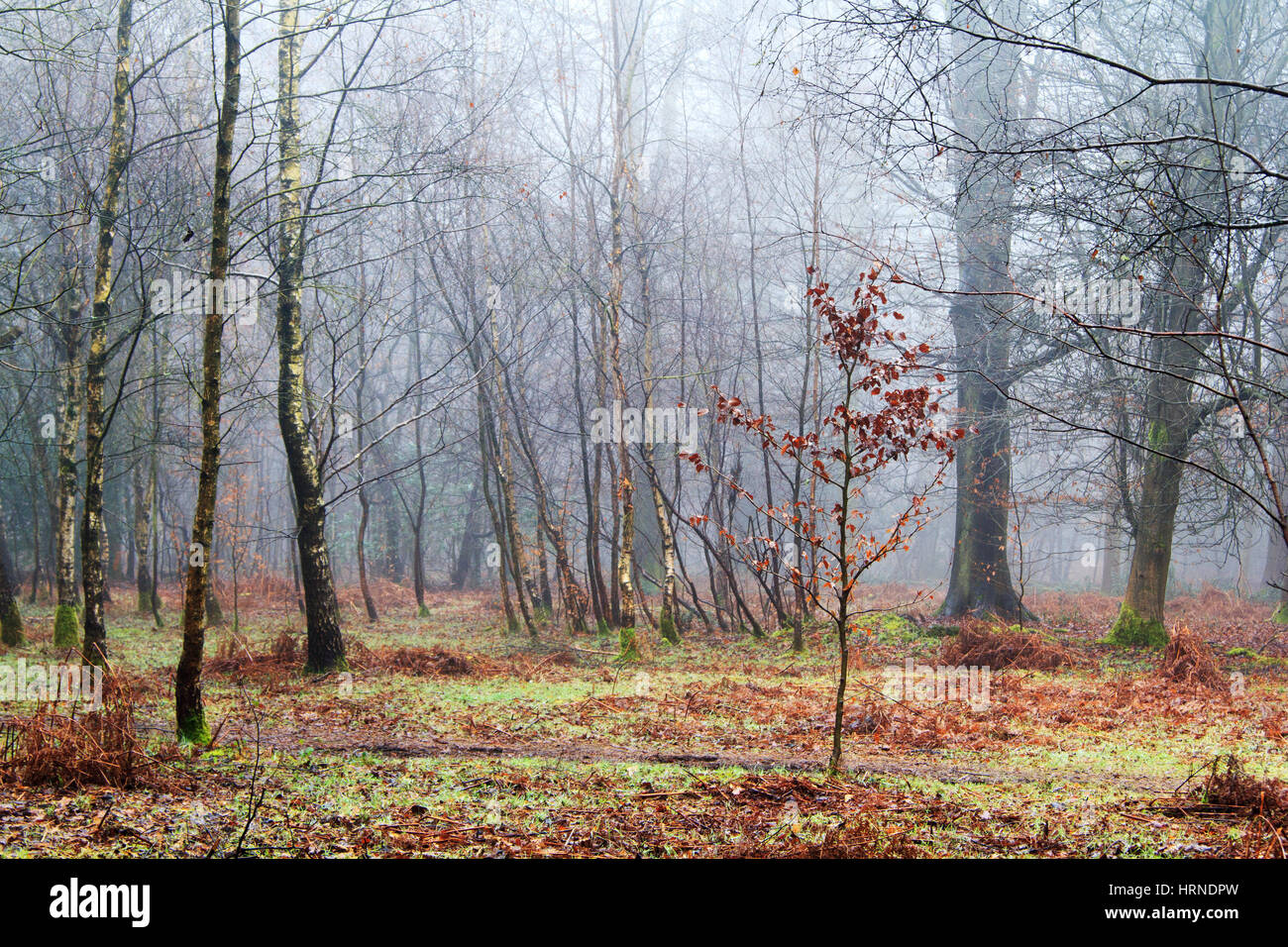 English woodland on a foggy misty January morning Stock Photo - Alamy