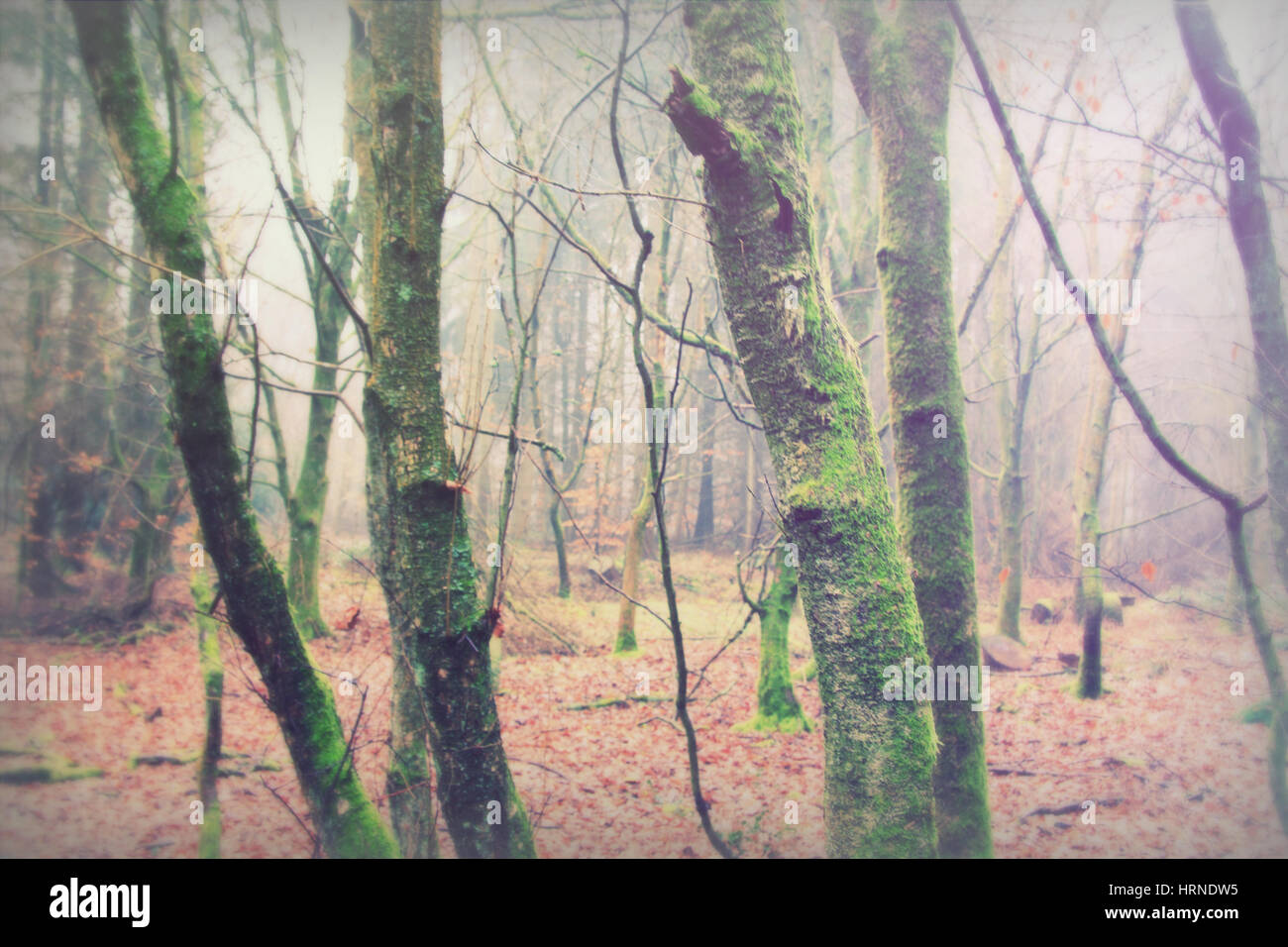 English woodland on a foggy misty January morning Stock Photo - Alamy