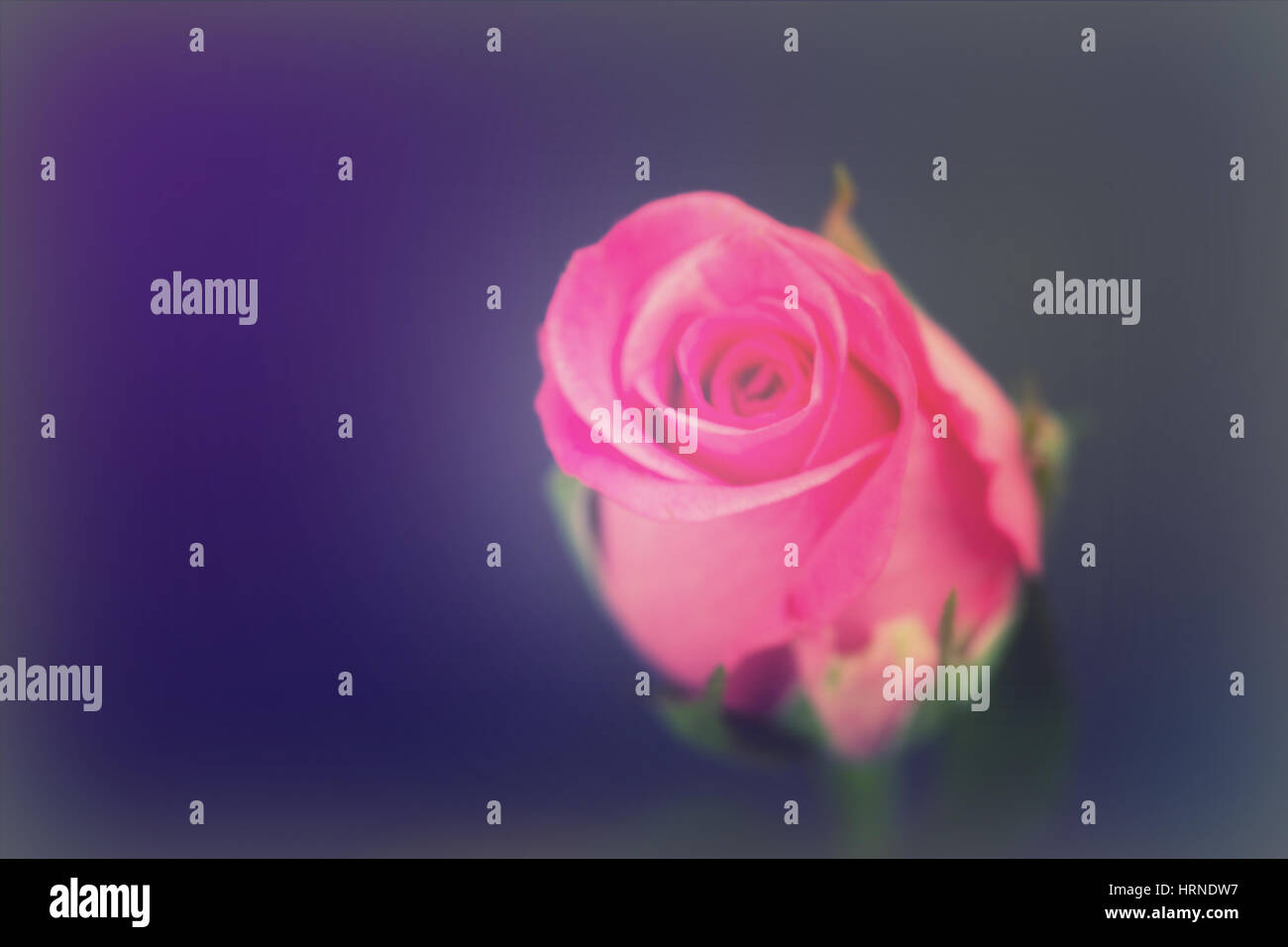 Delicate beautiful pink rose on a plain background Stock Photo - Alamy