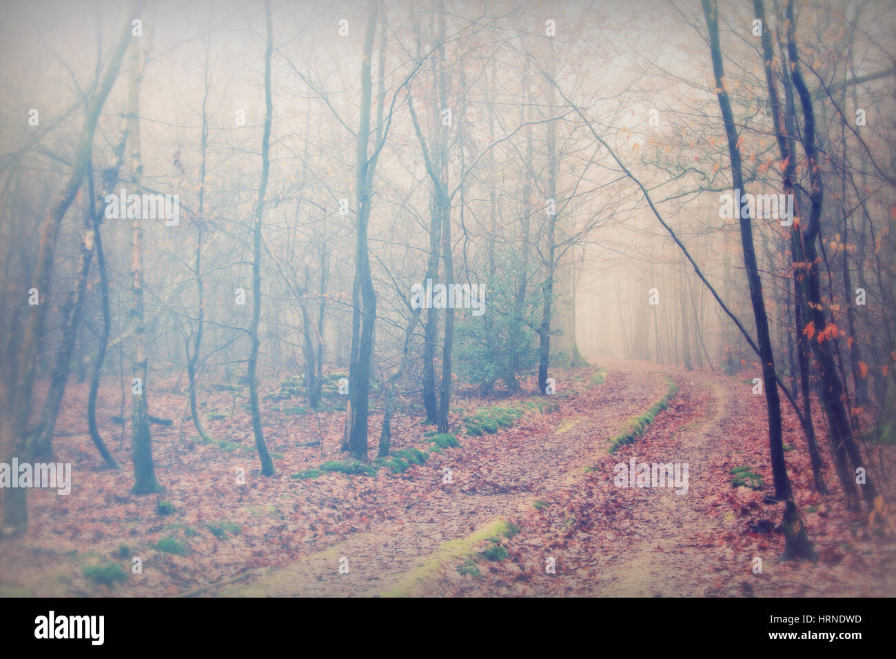 English woodland on a foggy misty January morning Stock Photo - Alamy
