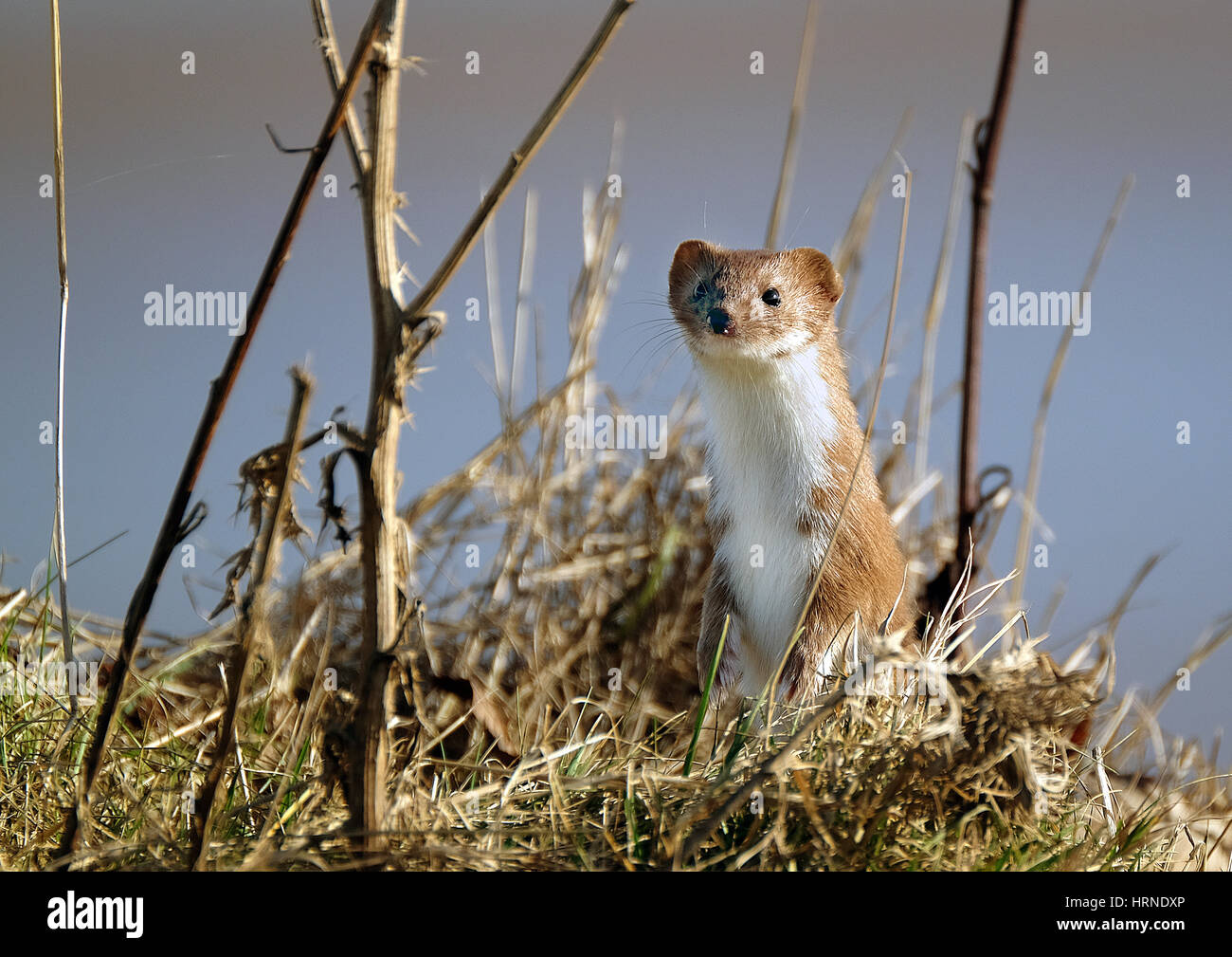Rodent killer hi-res stock photography and images - Alamy