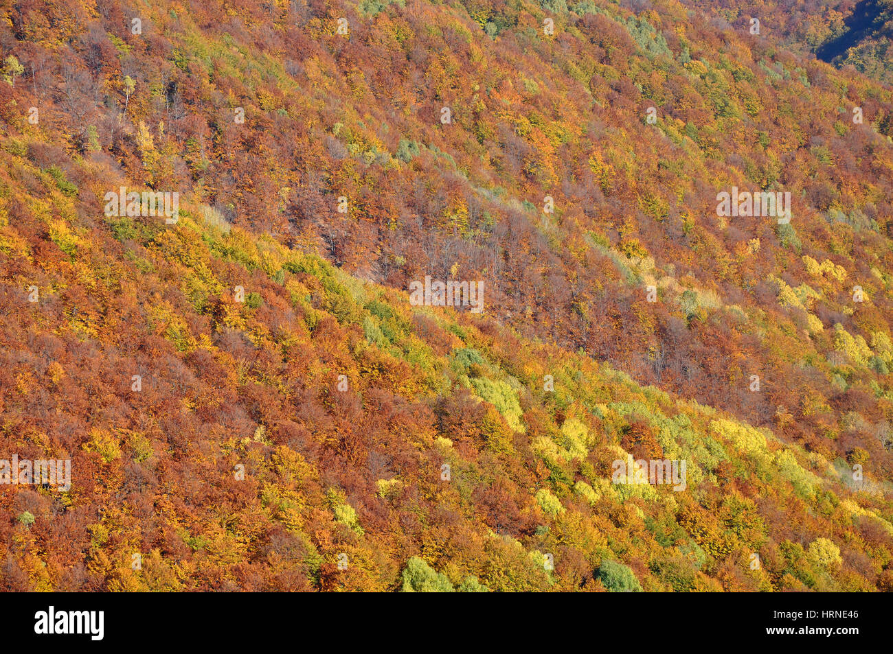 Aerial view of autumn forest Stock Photo - Alamy