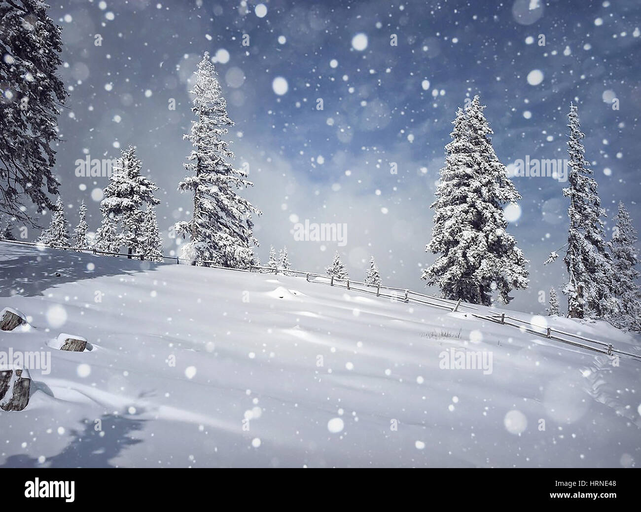 Christmas background with snowy fir trees Stock Photo - Alamy