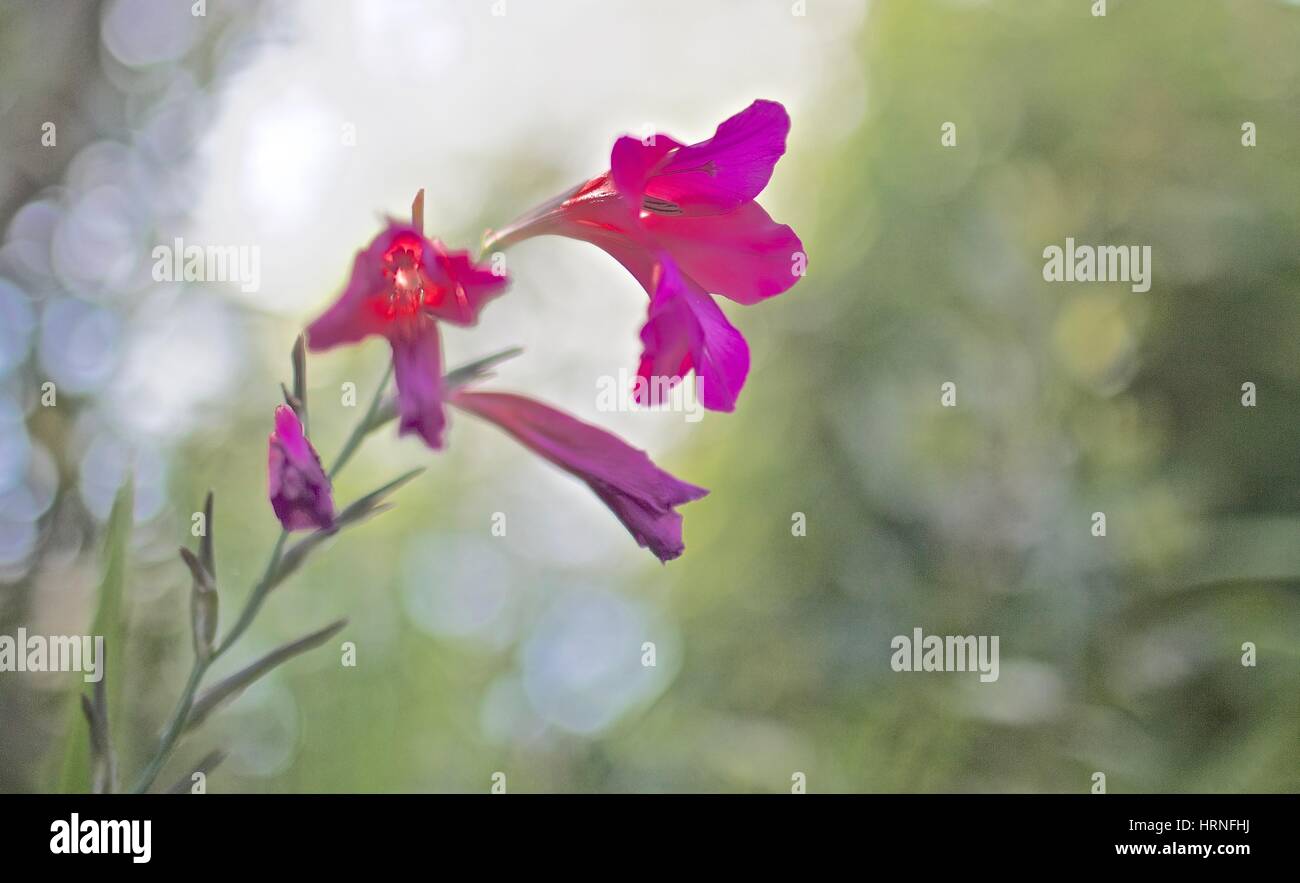 Dreamy pink background hi-res stock photography and images - Alamy