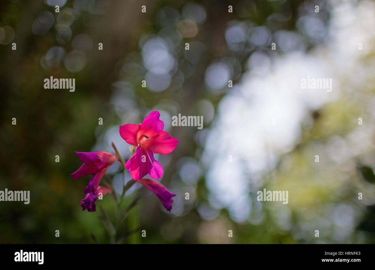 Long stigma flower hi-res stock photography and images - Alamy