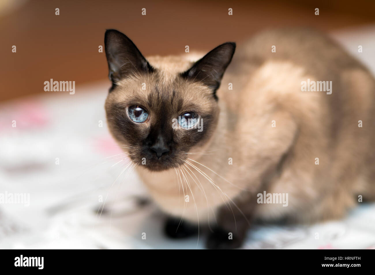 Siamese cat portrait Stock Photo - Alamy
