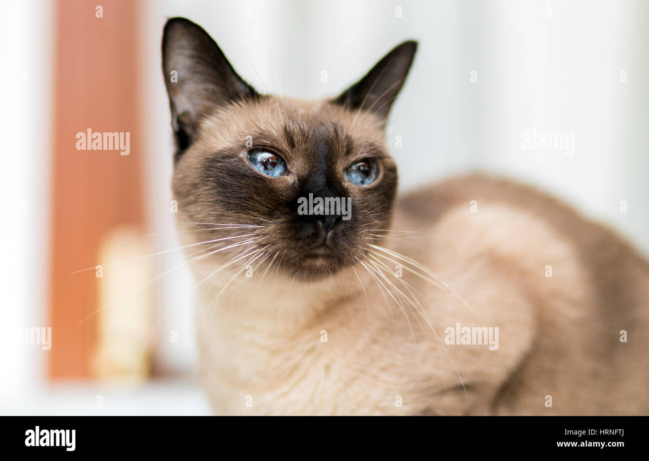 Cute siamese cat is lying down hi-res stock photography and images - Alamy
