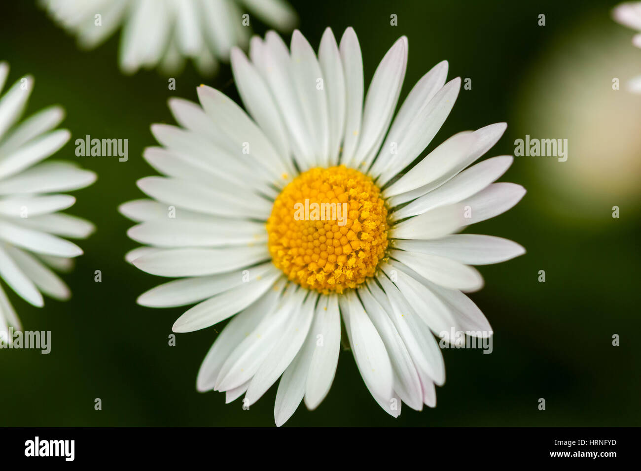 Daisy flower macro Stock Photo - Alamy