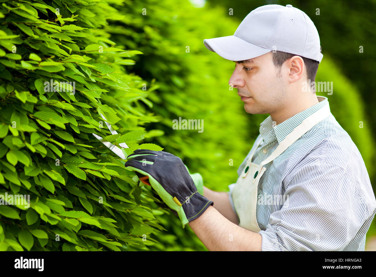 Professional gardener pruning an hedge Stock Photo - Alamy