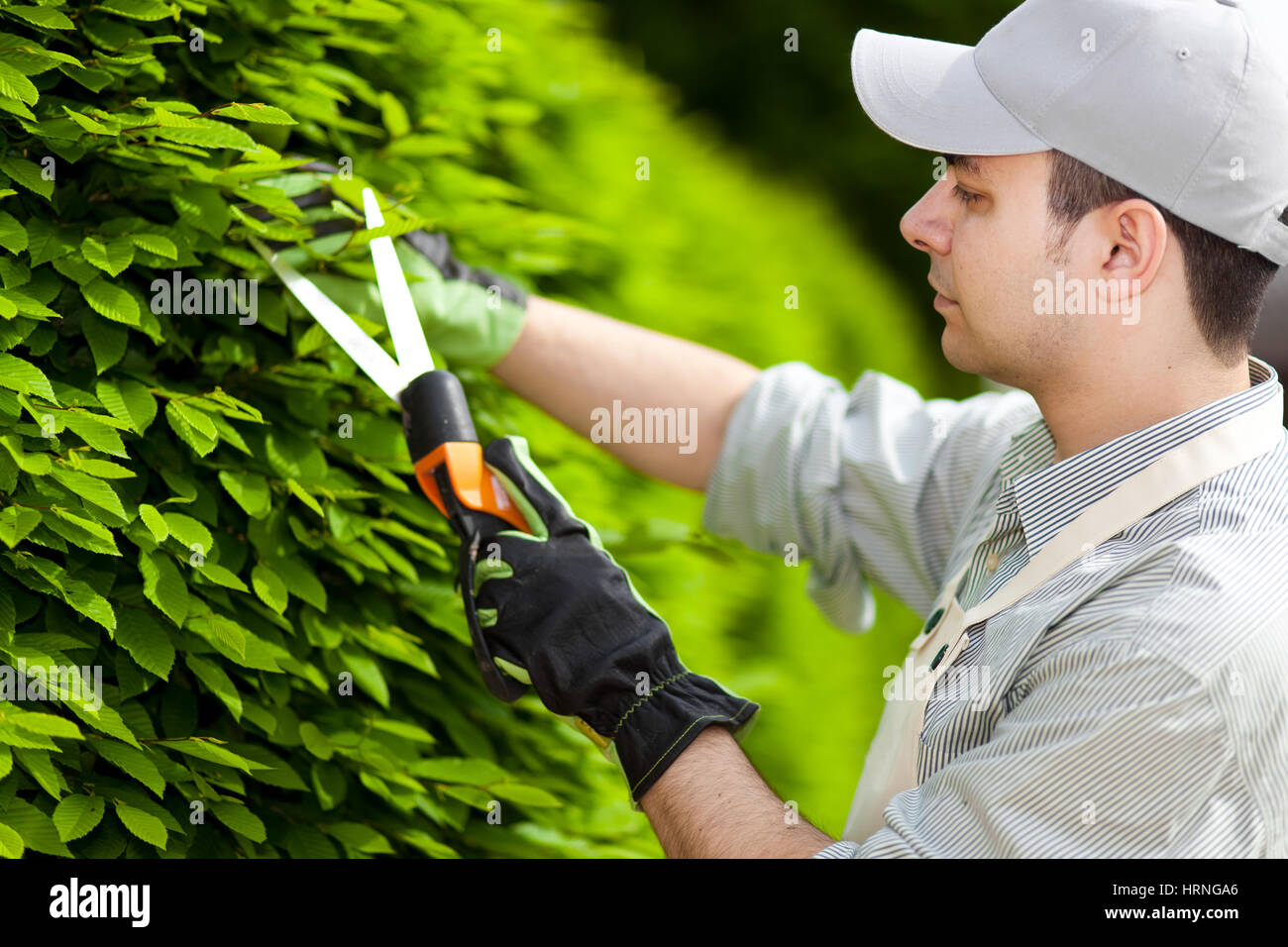 Professional gardener pruning an hedge Stock Photo - Alamy