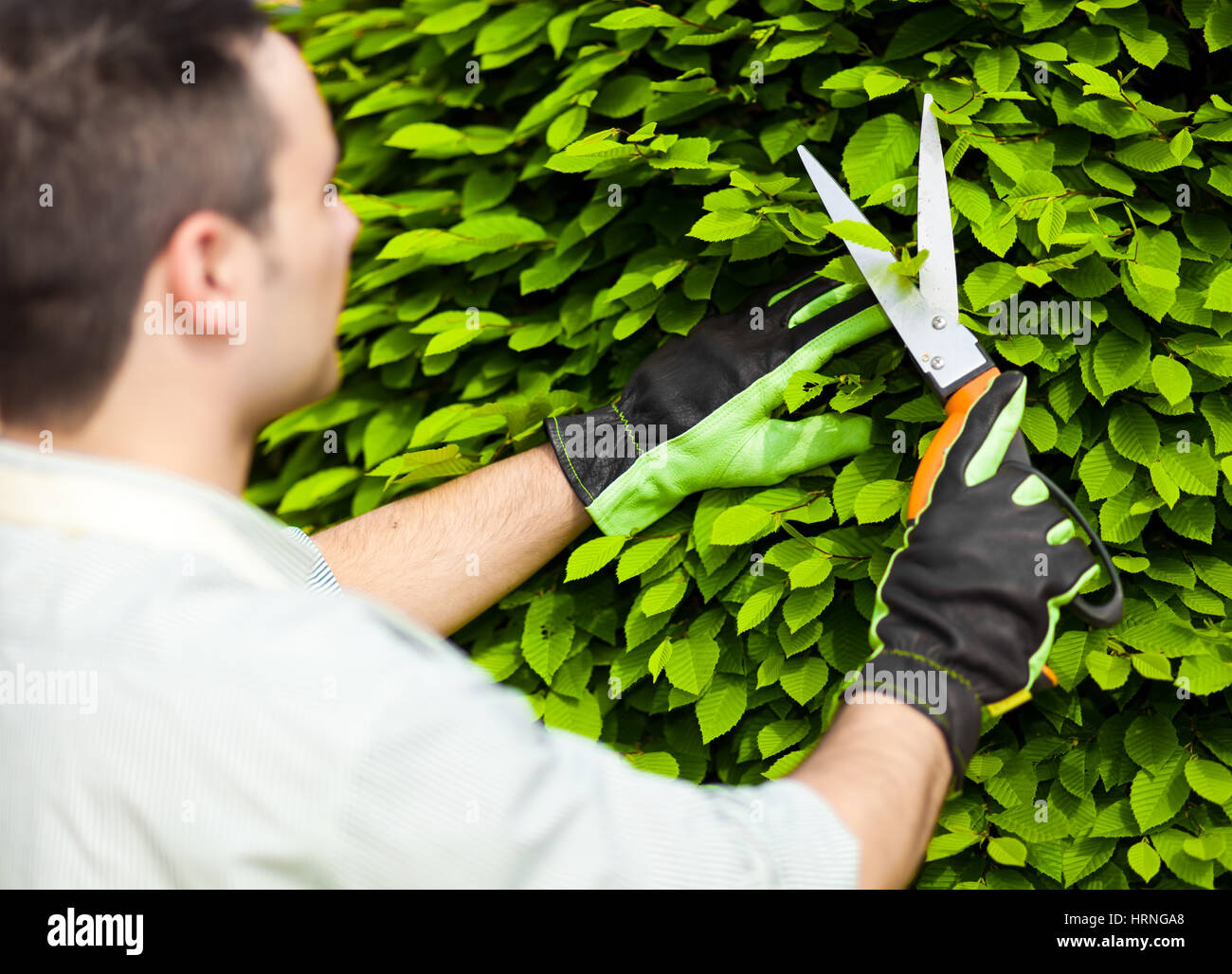 Prune hedge hi-res stock photography and images - Alamy