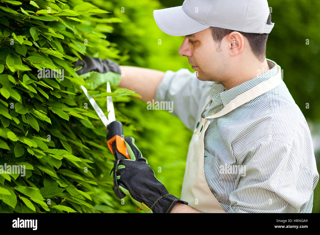 Professional gardener pruning an hedge Stock Photo - Alamy