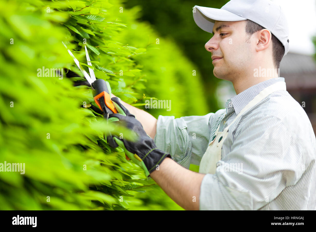 Professional gardener pruning an hedge Stock Photo - Alamy