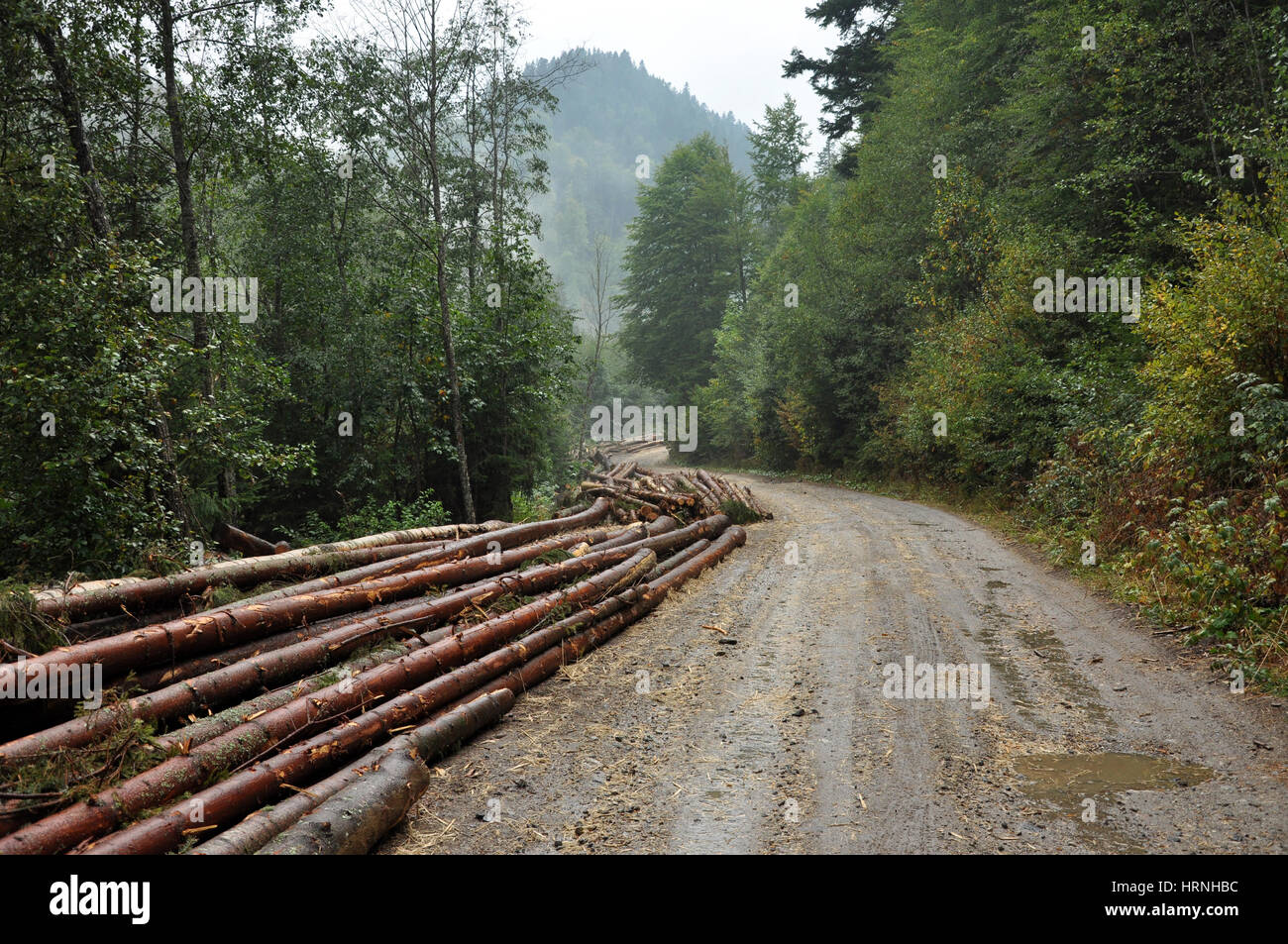 Deforested area in a forest with cutted trees Stock Photo - Alamy