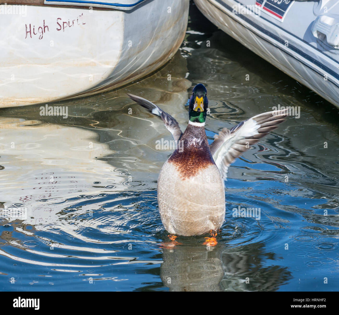 A high spirited Mallard duck flapping its wings and splashing in the ...