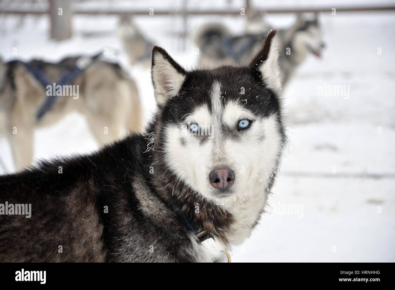 Husky portrait at winter Stock Photo - Alamy