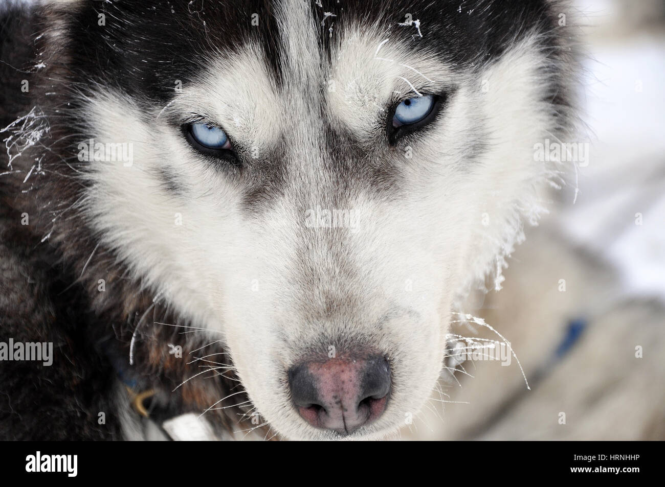 Husky portrait at winter Stock Photo - Alamy