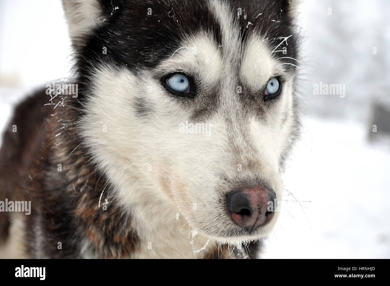 Husky portrait at winter Stock Photo - Alamy