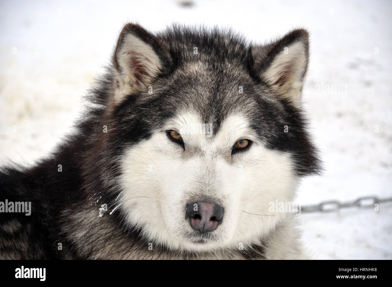 Husky portrait at winter Stock Photo - Alamy