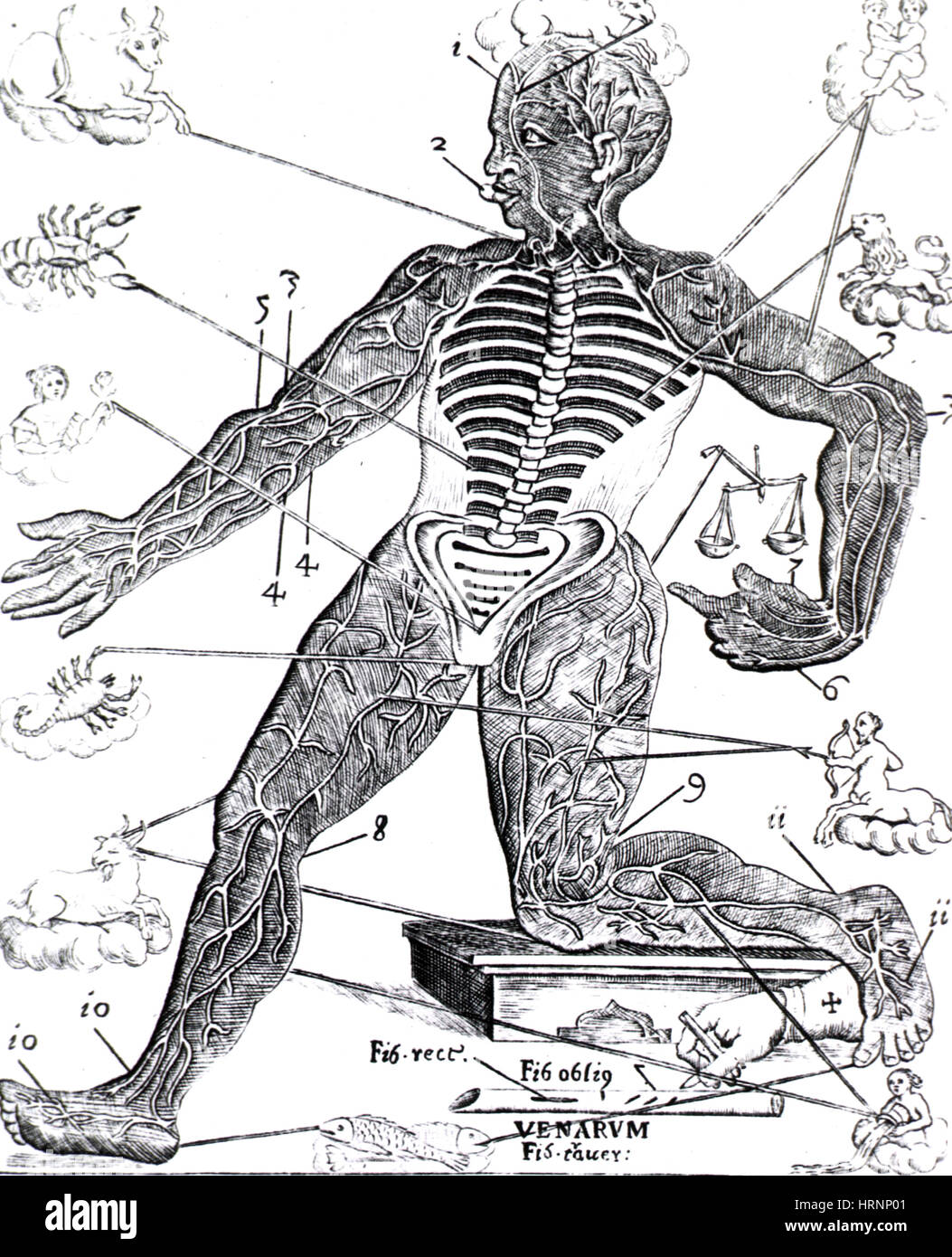 17th Century Anatomy Stock Photos & 17th Century Anatomy Stock Images ...