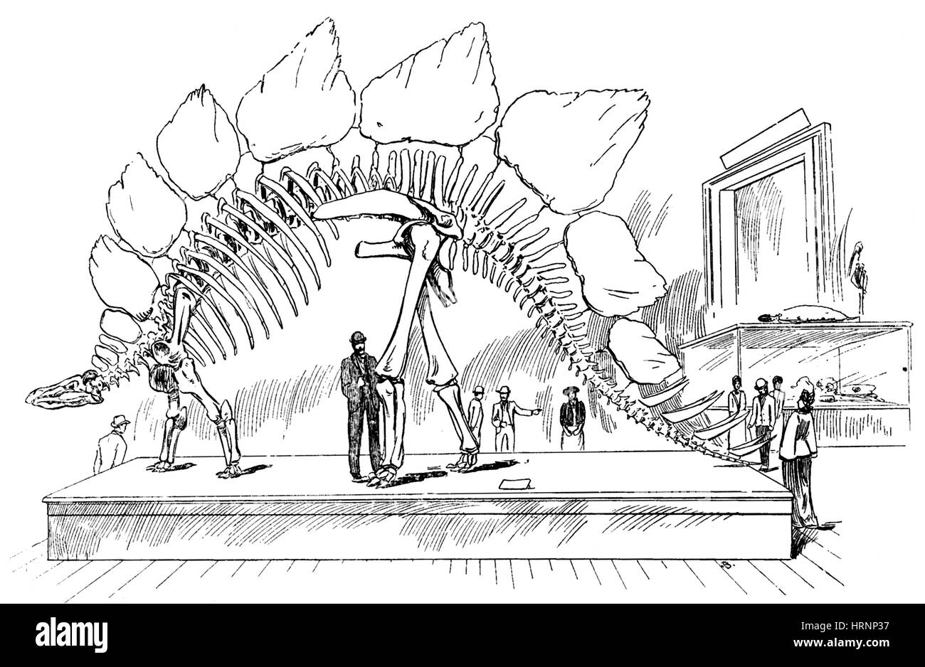 Stegosaurus tail hi-res stock photography and images - Alamy