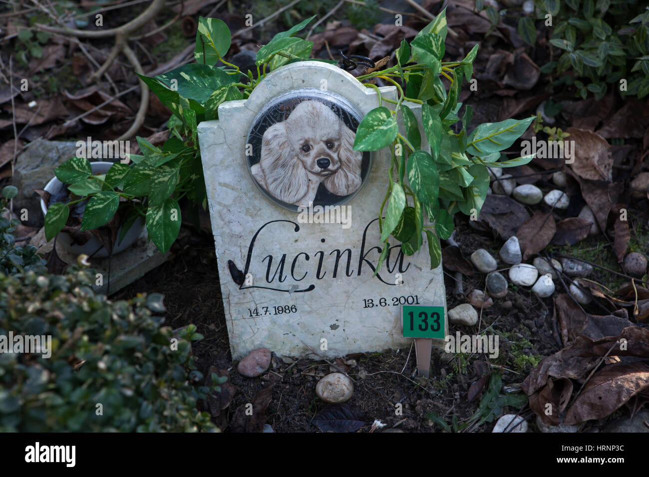 Dog Cemetery High Resolution Stock Photography and Images - Alamy