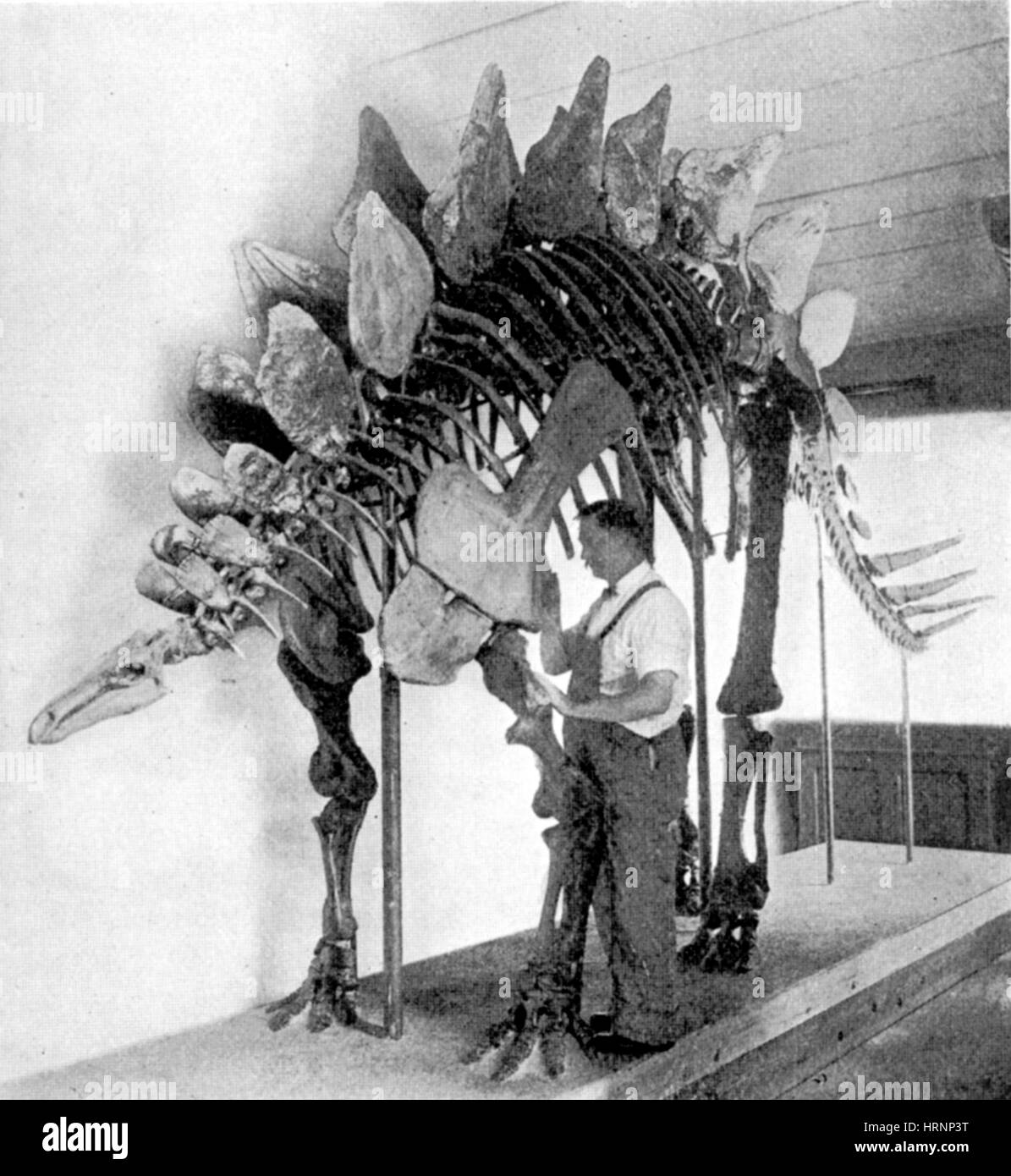 Stegosaurus tail hi-res stock photography and images - Alamy