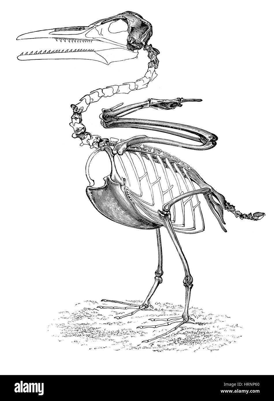 20th century bird art Cut Out Stock Images & Pictures - Alamy