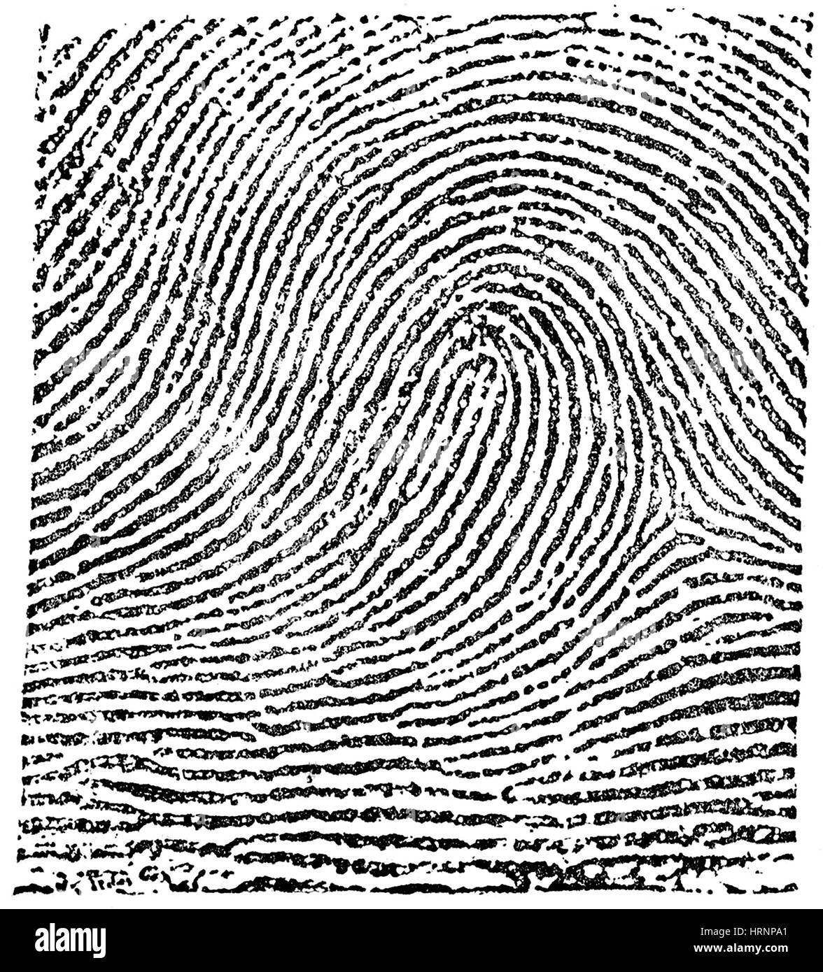 Fingerprint loop pattern Black and White Stock Photos & Images - Alamy