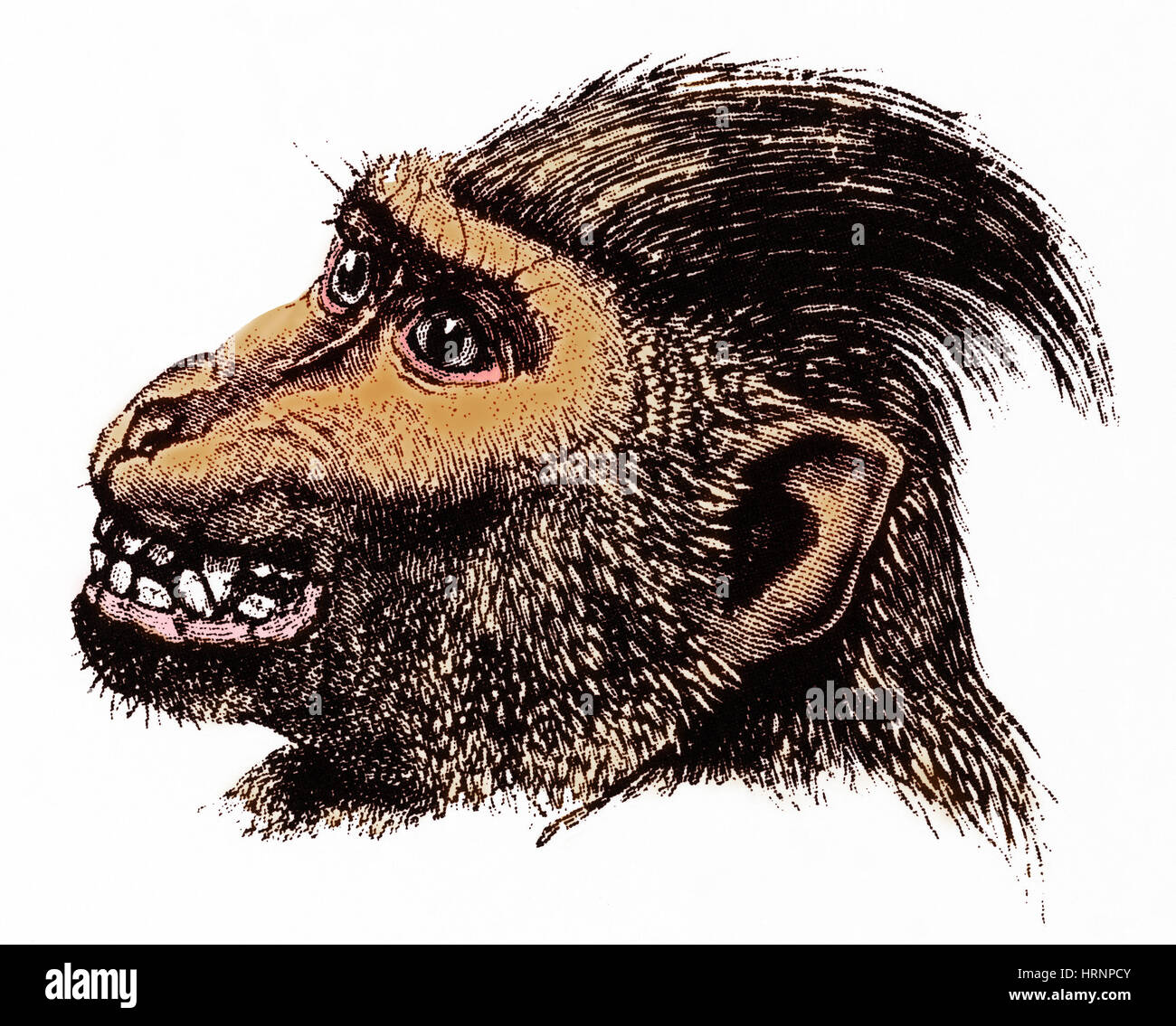 Black macaque Cut Out Stock Images & Pictures - Alamy