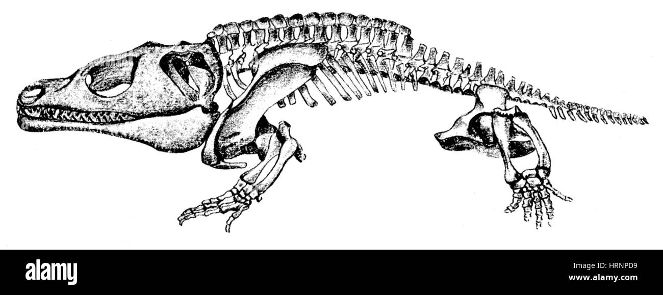 Cacops, Cenozoic Amphibian Stock Photo - Alamy