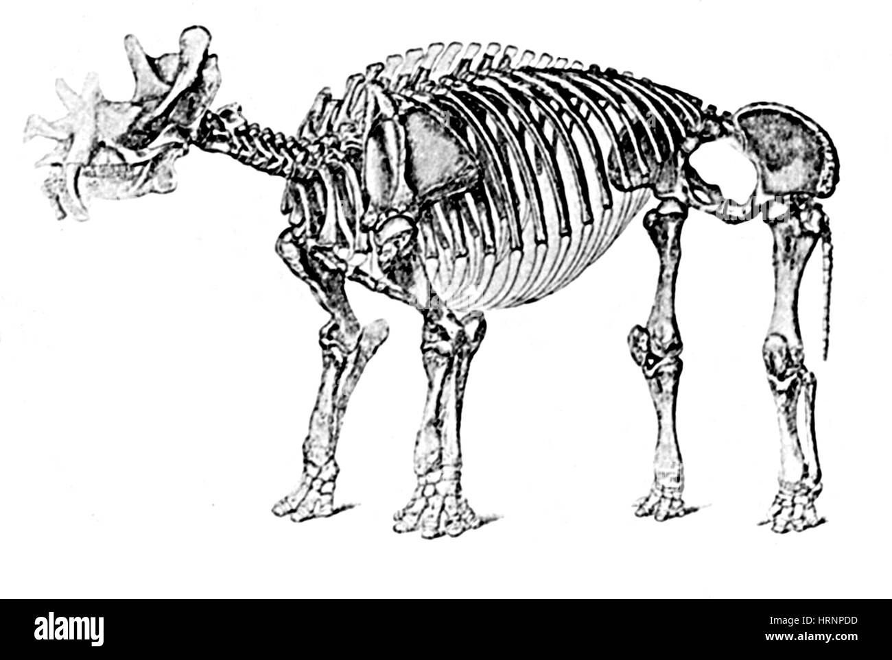 Uintatherium, AKA Dinoceras, Cenozoic Mammal Stock Photo - Alamy