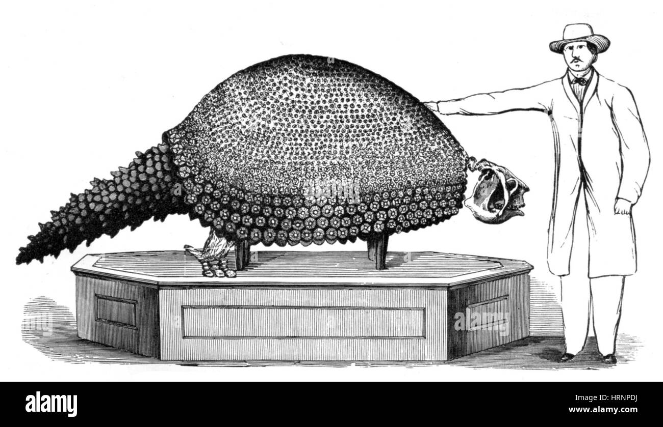Glyptodon Skeleton