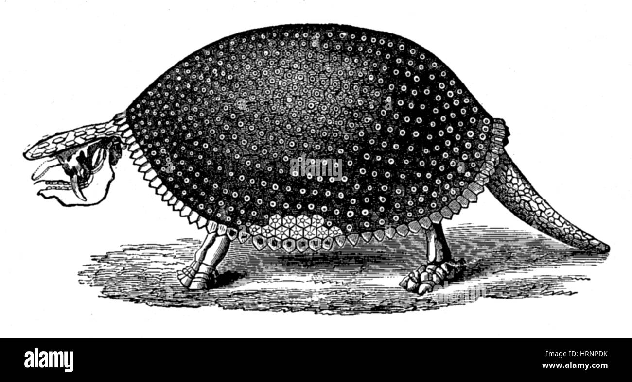 Glyptodon Skeleton