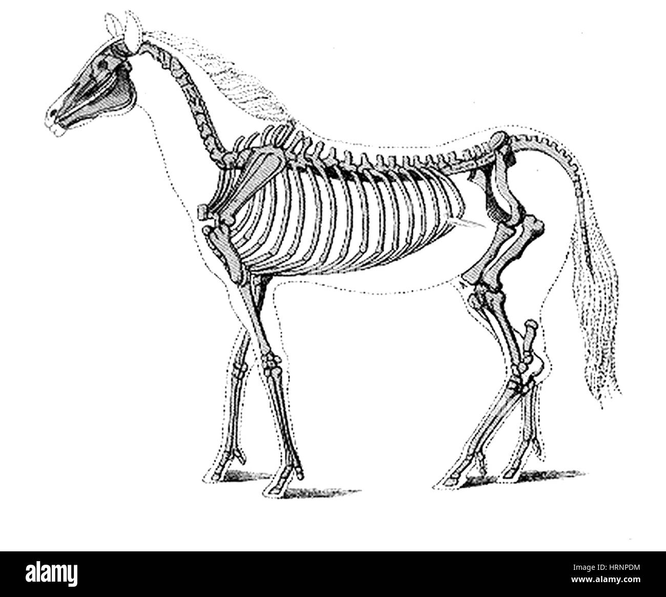 Hipparion hi-res stock photography and images - Alamy