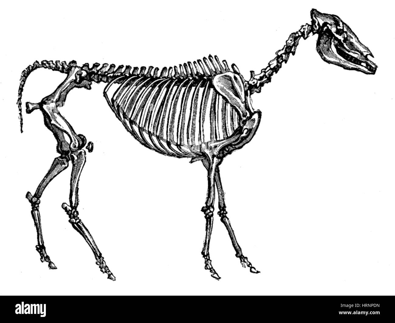 Hipparion hi-res stock photography and images - Alamy