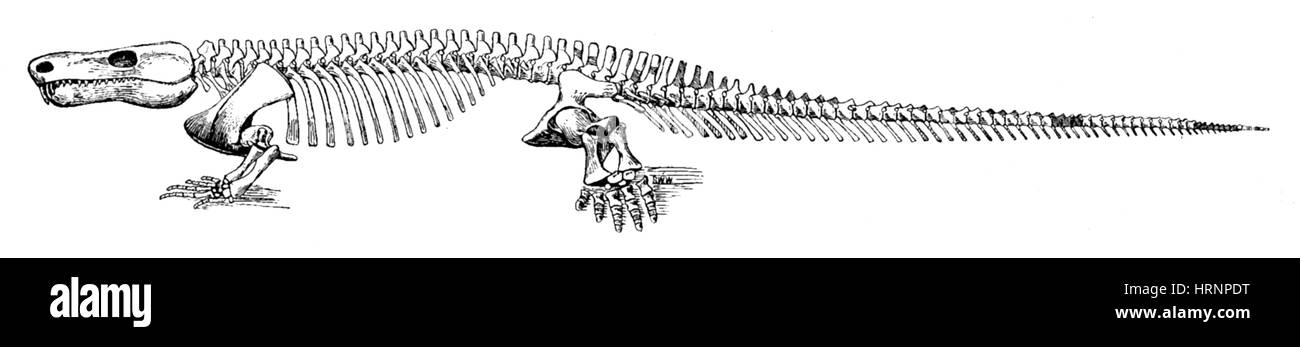 Limnoscelis hi-res stock photography and images - Alamy