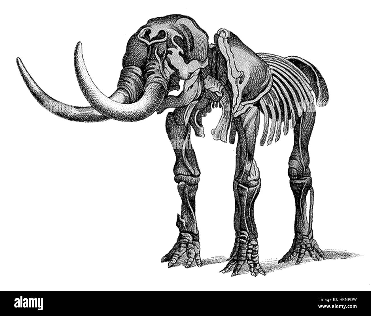Mastodon hi-res stock photography and images - Alamy