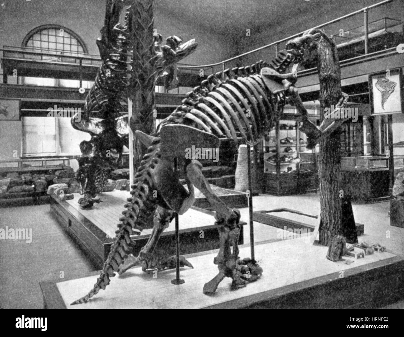 Megalonyx hi-res stock photography and images - Alamy