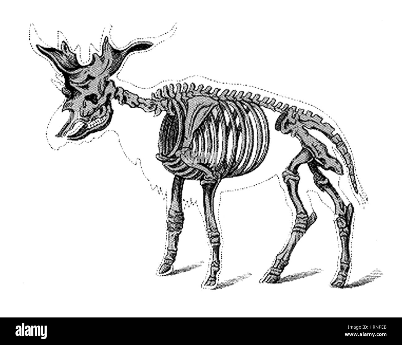 Sivatherium, Cenozoic Mammal Stock Photo - Alamy