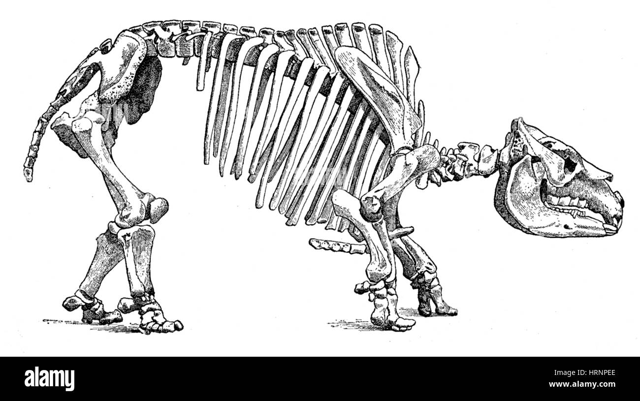 Toxodon, Cenozoic Mammal Stock Photo - Alamy