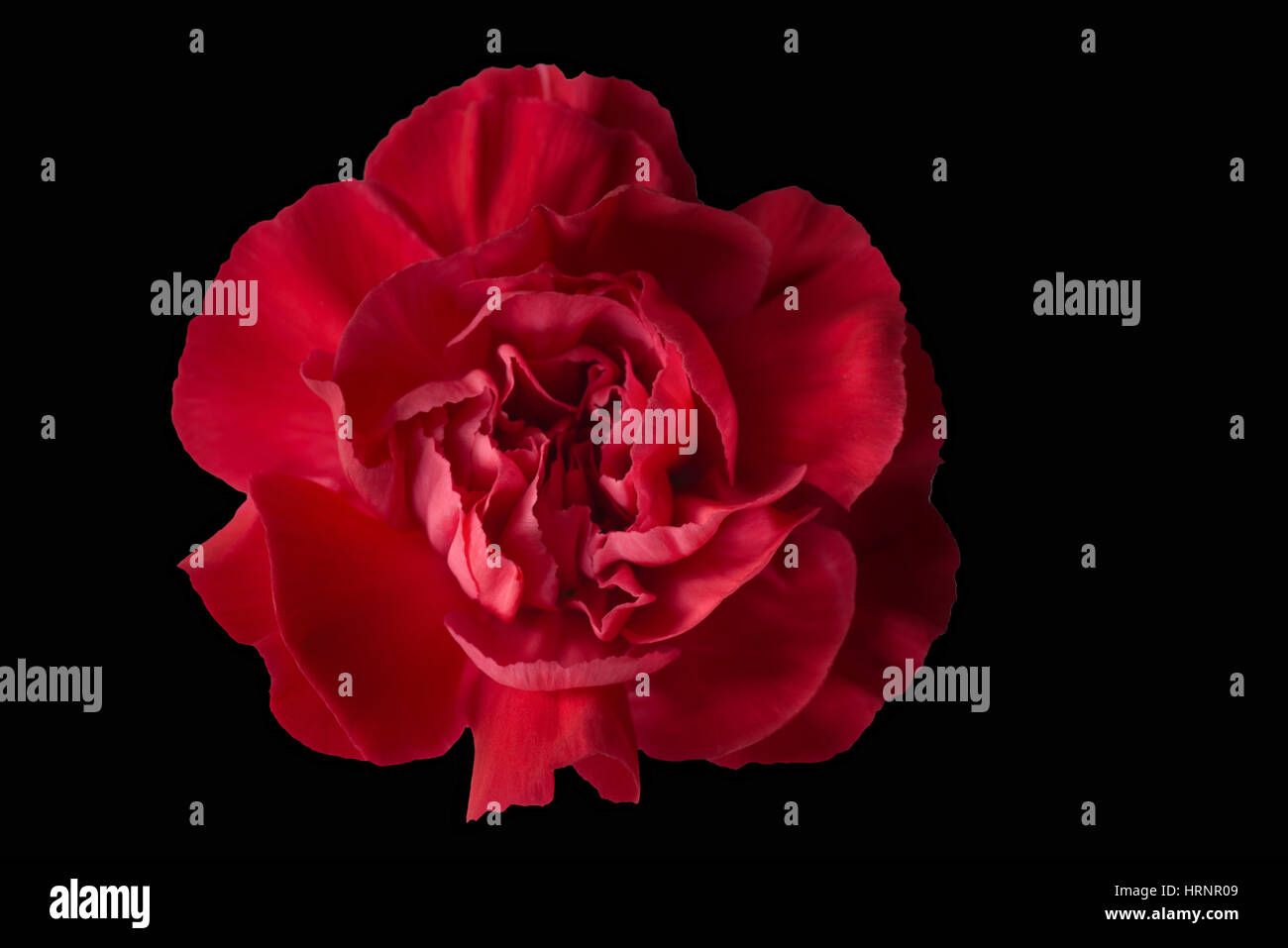 A single Red carnation on a black background. The flower head is red ...