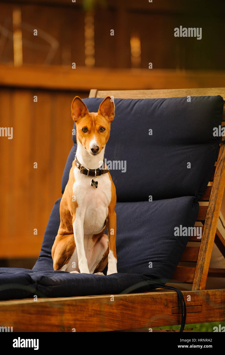 Basenji hi-res stock photography and images - Alamy