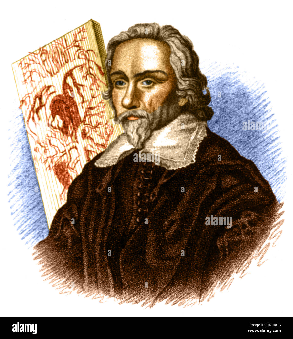 William Harvey, English Physician Stock Photo - Alamy